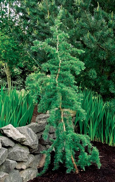 Decorative Evergreen Trees Shelly Lighting