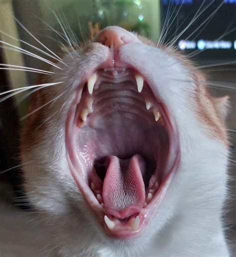What Should The Inside Of My Cat S Mouth Look Like At Louise Mcmakin Blog