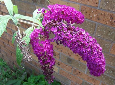This Isn T Sydney Purple Penis Plant