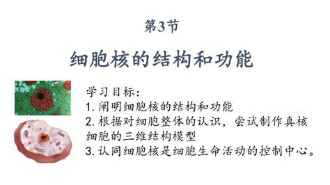 3 3 细胞核的结构和功能 课件共15张ppt 21世纪教育网