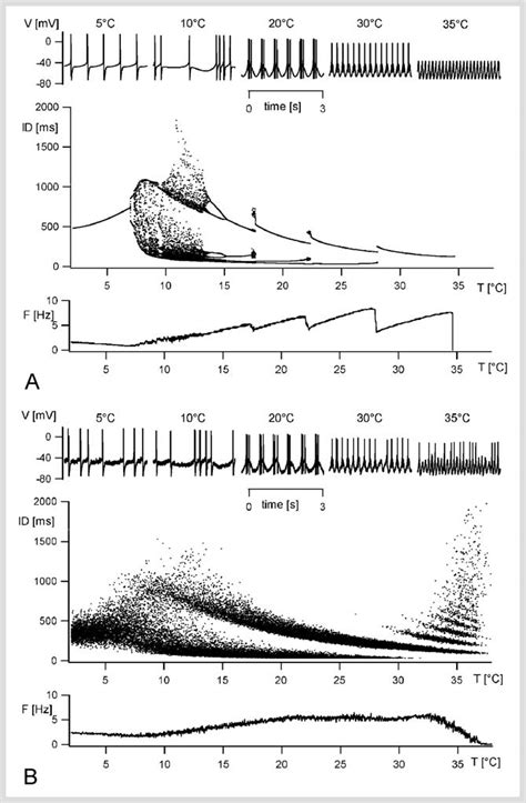 Spike Patterns Bifurcations And Mean Spike Frequencies Of Cold Fi Bers