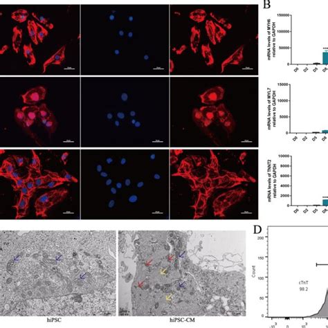 Characterization Of Hipsc Cms A Immunostaining Of Hipsc Cms For Ctnt