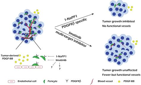 EPR Effect Special Issue
