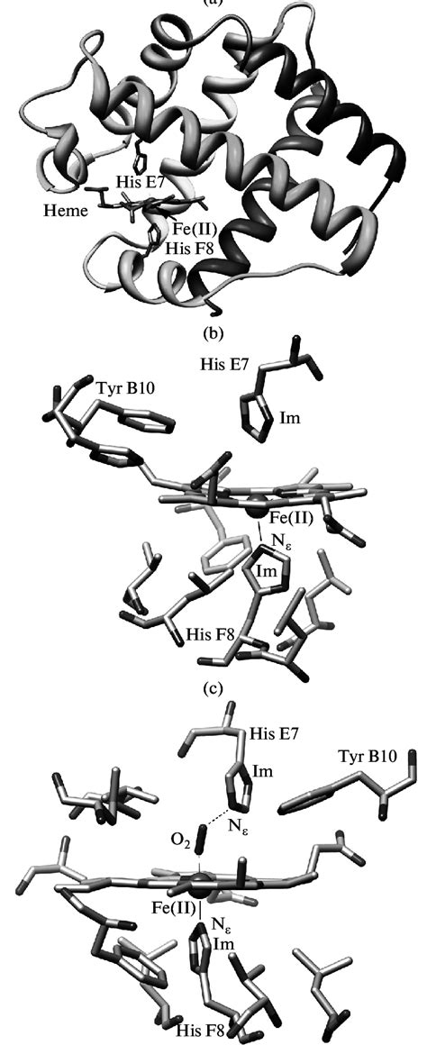 Structure Of Soybean Leghemoglobin а Pdb 1bin A And The Active Site Download Scientific