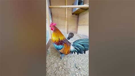 Chicken Qaib Dib 182 Huajvam Thoj Youtube