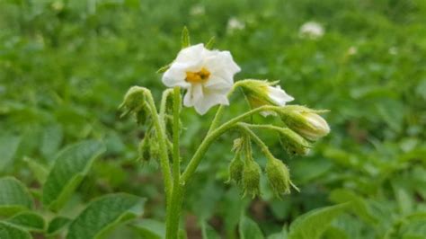 가지과 식물 가짓과 감자꽃 감자 꽃말 도깨비가지 꽃과 꽃말 가지꽃 가지 꽃말 네이버 블로그