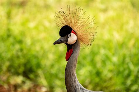 5000 Free Darla Crane And Crane Images Pixabay
