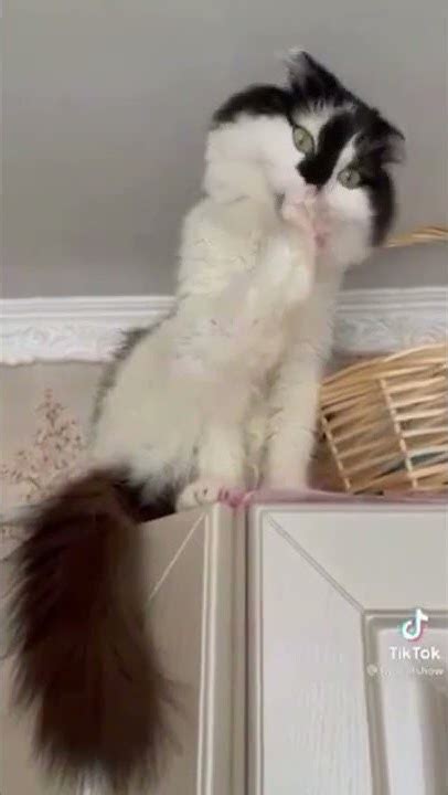 🤪 В этой шапке я как дура Очень смешное видео Смехотерапия Shorts приколы смехотерапия