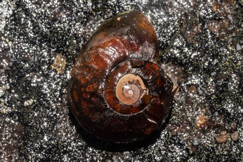 Powelliphanta Carey Knox Flickr