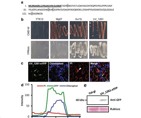 Signal Peptide Validation And Subcellular Localization Of UV 1261 A