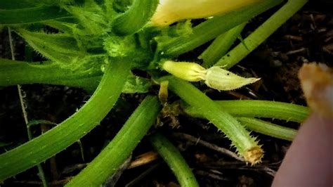 Squash🌸blossom End Rot Ber And Squash🐛bugs Progress 🍃 Youtube