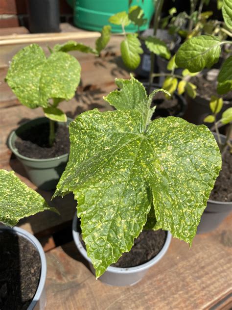 Cucumber Issue Rvegetablegardening