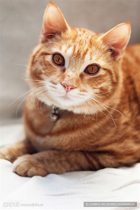 猫咪摄影图 家禽家畜 生物世界 摄影图库 昵图网