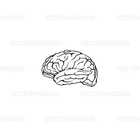 Brain Svg Brain Png Brain Cricut Brain Silhoutte Vector Cut File