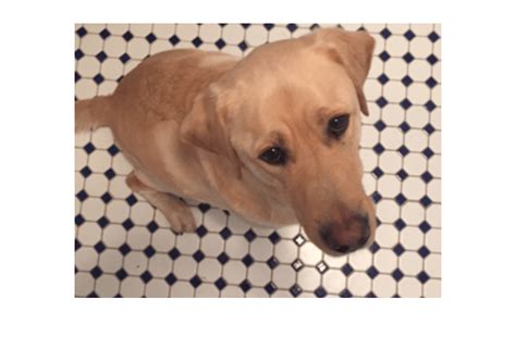 Augment Images For Deep Learning Workflows Matlab Simulink