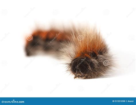 Lurvig larv en face arkivfoto. Bild av djurliv, larv - 51551098