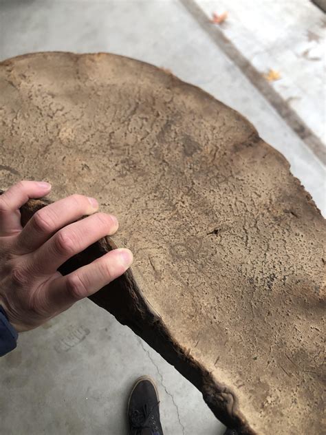 Is This A Fossilized Mushroom Rmycology