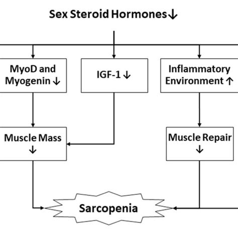 The Interactions Between Sex Steroid Hormones And Sarcopenia Igf 1