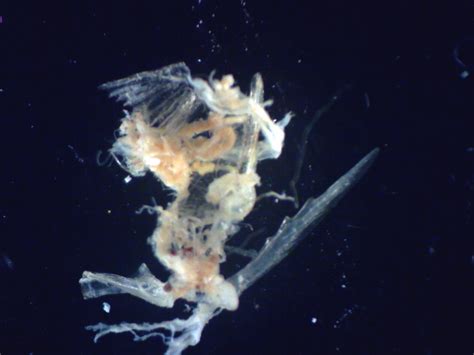 Toothless Blindcat Sample