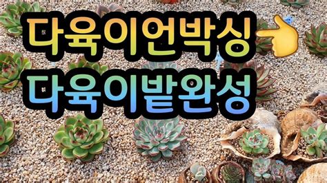 다육이언박싱소라다육 미니콩분에다육이 영상함께해요😊🪴🍒🧡언박싱미니밭완성소라다육🪴💕 Youtube