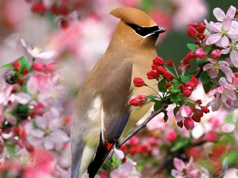 Flowers And Birds Wallpapers Wallpaper Cave