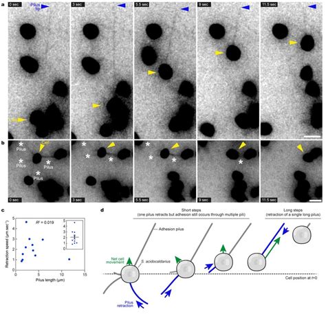 Super Resolution Fluorescence Imaging Of S Acidocaldarius Adhesion