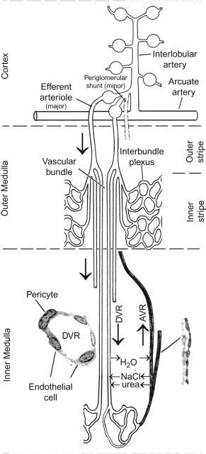 Renal Cortical And Medullary Microcirculations Structure And Function