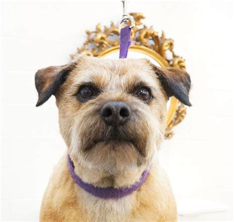Barney Border Terrier