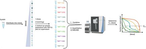 proteomic workflow employed in the large scale metal induced protein