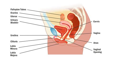 Intersex Genitalia Diagram