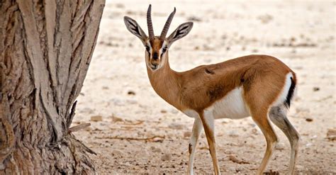 Gazelle Pictures - AZ Animals