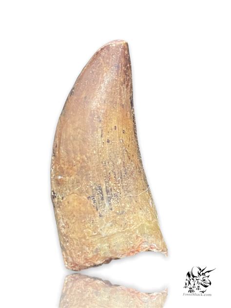 Carcharodontosaurus Teeth For Sale Fossil Shack