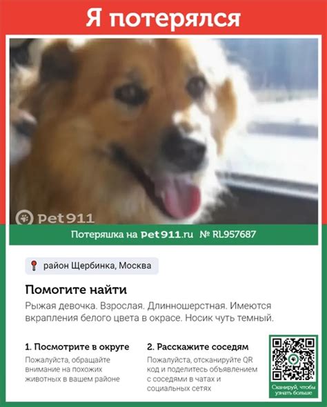 Пропала собака Пожалуйста максимальный репост Рыжая девочка Взрослая Длинношерстная