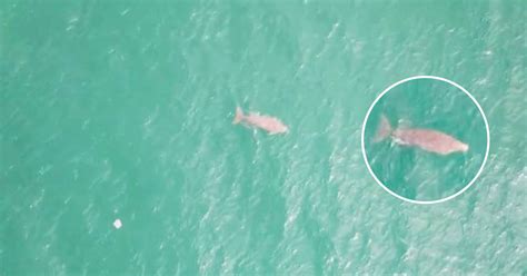 ប្រទះឃើញវត្តមាន ជ្រូកទឹក មួយក្បាលនៅសមុទ្រកម្ពុជា Empire News Network