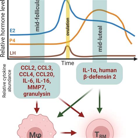 T Cell Distribution In Human Vaginal Tissue A A Very Basic Schematic Download Scientific