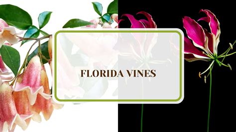 15 Florida Vines To Transform Your Outdoor Space Into An Oasis Plant