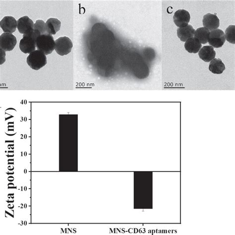 A The Amino Group Functionalized Mns B Exosomes Captured By The Download Scientific