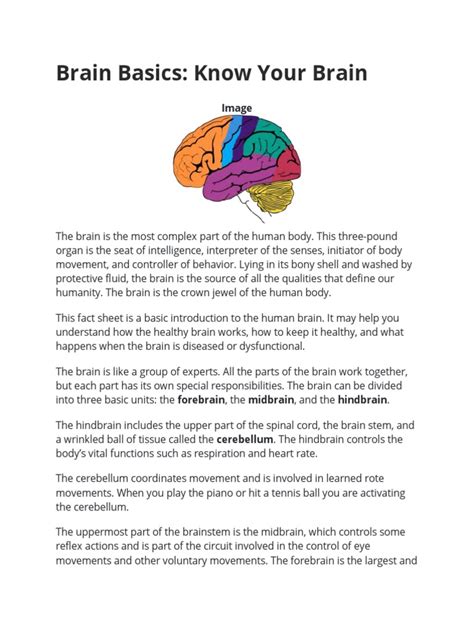 1 Brain Pdf