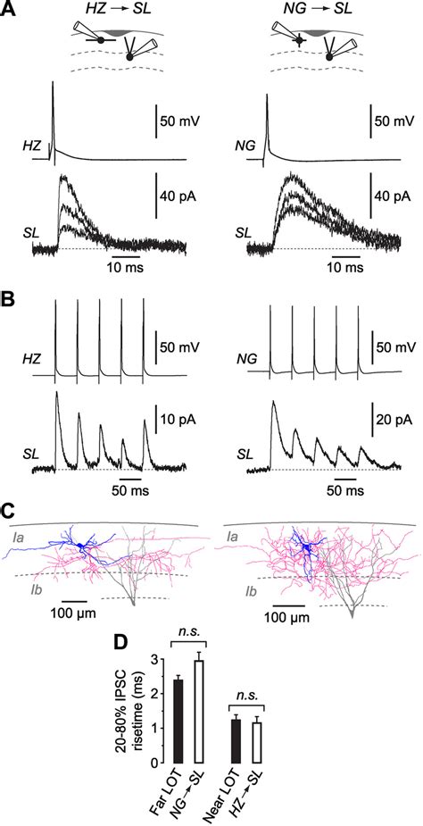 Pair Recordings Confirm That Feedforward Inhibition Is Provided By Two Download Scientific