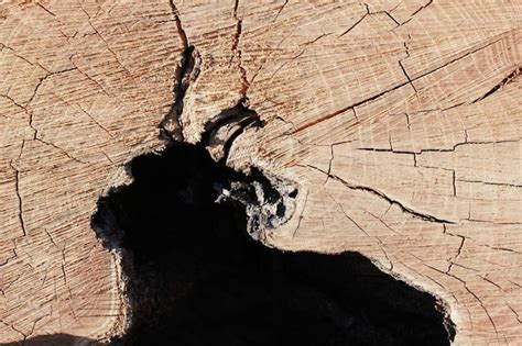 Premium Photo Cut Tree Closeup Background