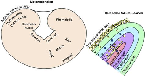Cerebellum Veterian Key