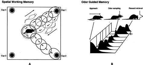 Idealized Neuronal Firing Patterns Of An Ensemble Of Hippocampal