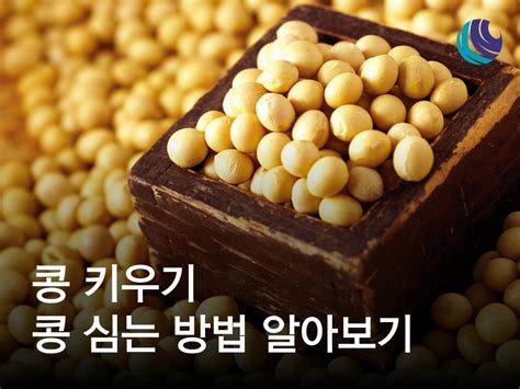 콩 키우기 콩 심는 시기 콩 파종시기 콩 심는 방법 알아보기 농사정보