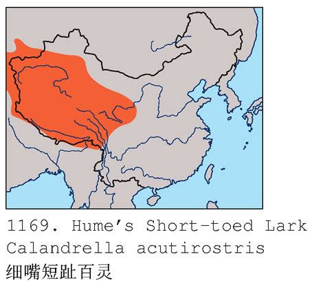 细嘴短趾百灵图册 360百科