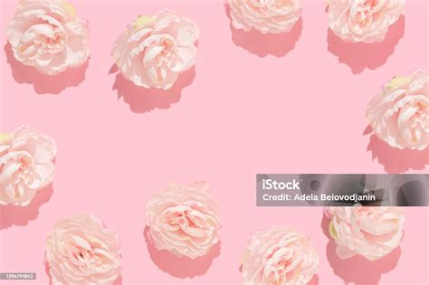 파스텔 핑크 배경에 모란 꽃 머리가있는 봄 낭만적 인 창조적 인 패턴 80 년대 또는 90 년대 미적 패션 블룸 개념 최소한의 낭만적 인 꽃 아이디어 작약에 대한 스톡 사진