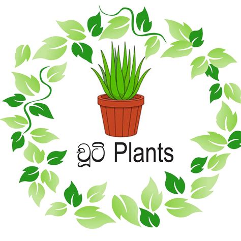 චූටි Plants Chooti Plants Kurunegala