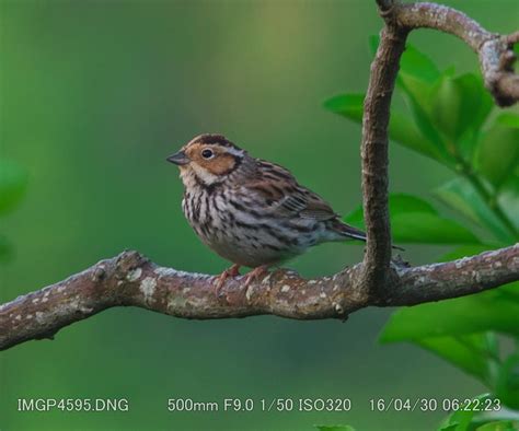 コホオアカ 2018 05 07 日本の野鳥識別図鑑