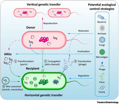 Understanding Bacterial Ecology To Combat Antibiotic Resistance