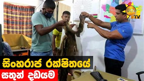 සිංහරාජ රක්ෂිතයේ සතුන් දඩයම Hiru News Youtube
