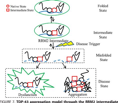 Figure 1 From Folding Of The Rna Recognition Motif Rrm Domains Of The